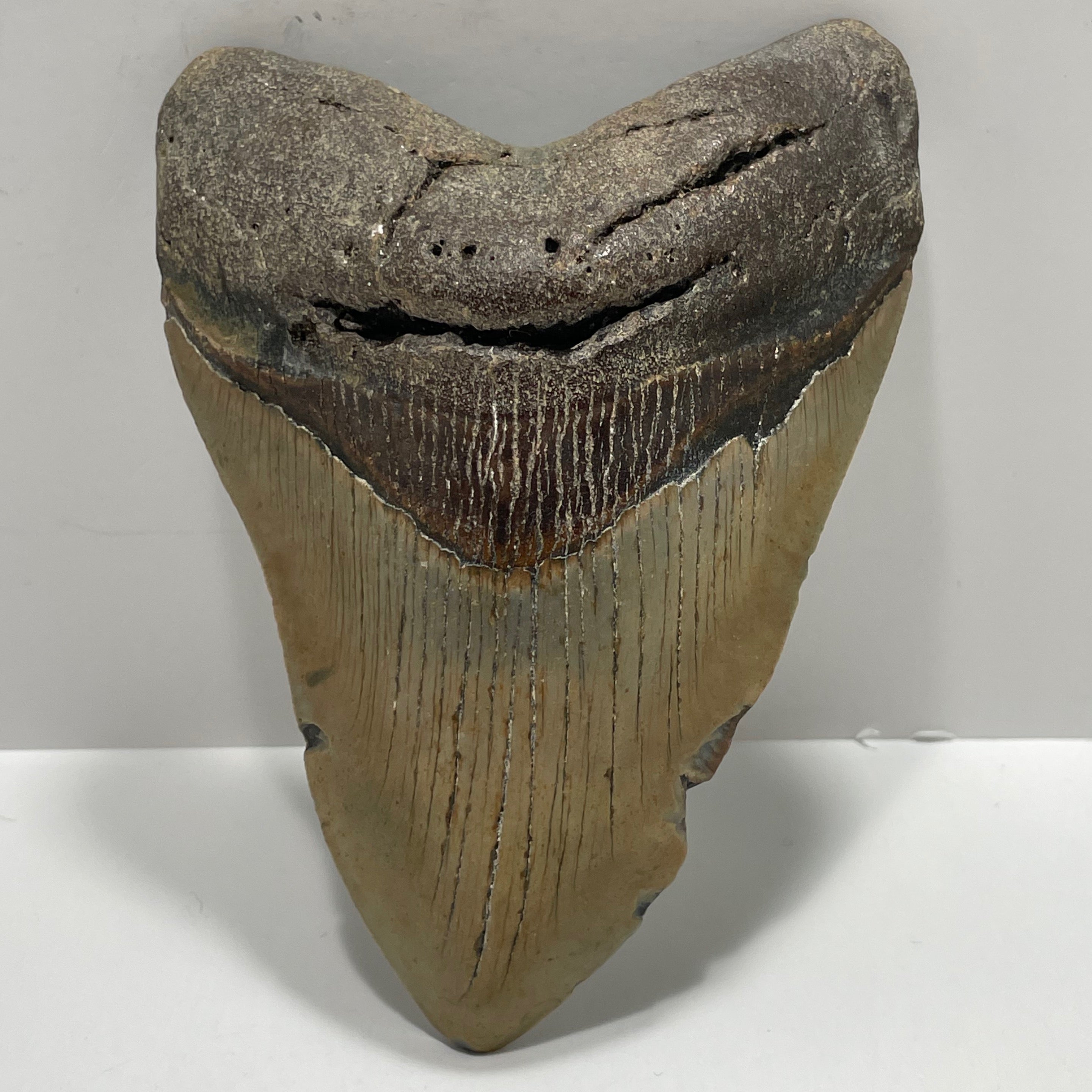 Megalodon Tooth – Dallas Card Show